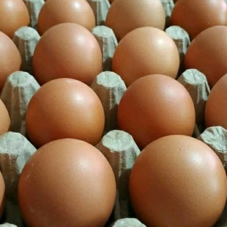 Jual telur ayam ras / eropa biasa (15 size L) | Shopee Indonesia