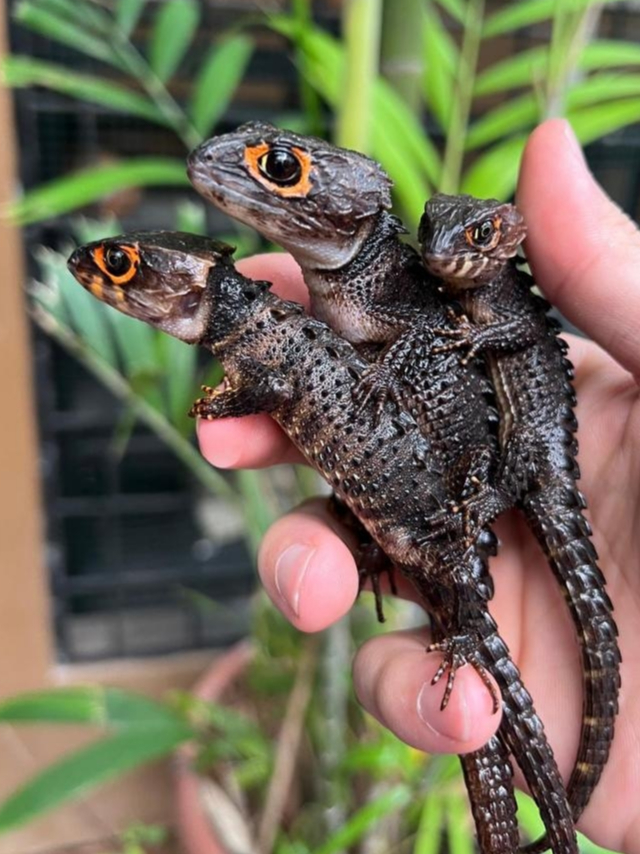 Jual Croc Skink / Red Eye Crocodile Skink / Red Eyed Crocodile Skink ...