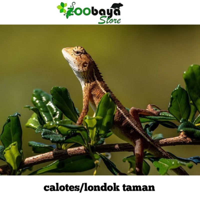 Jual bunglon taman/Calotes non Cod murah! | Shopee Indonesia
