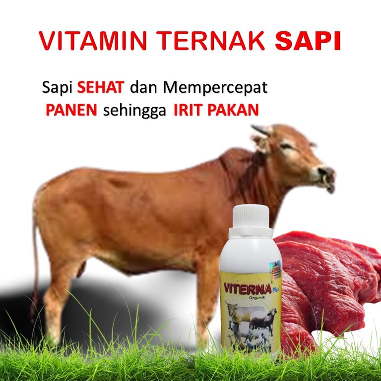 Jual vitamin sapi agar cepat gemuk / vitamin sapi penggemuk badan ...