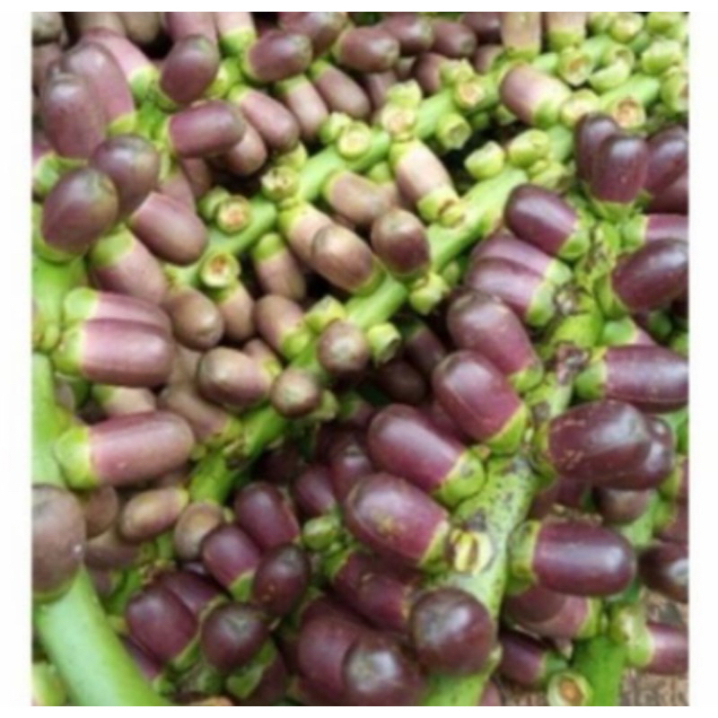 Jual Buah aren / bunga aren segar / langari aren segar 500 gram-az ...