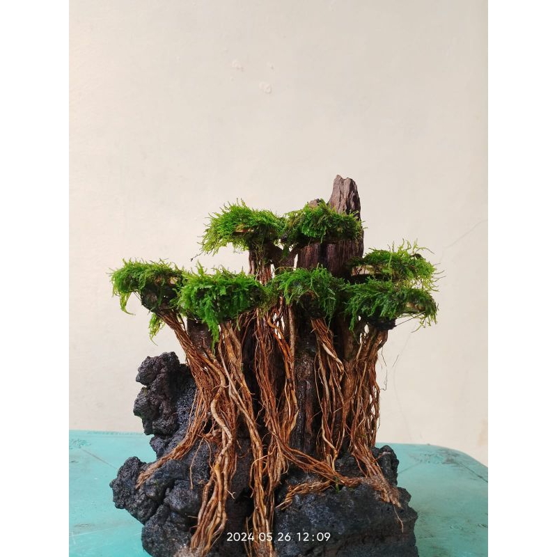 Jual bonsai rentek kecil ukuran tinggi 15-20cm | Shopee Indonesia