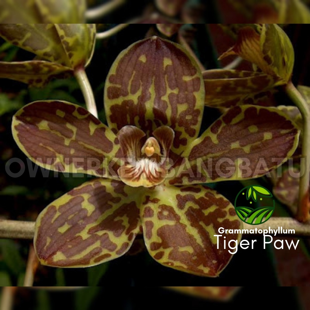 Jual Anggrek Gramma TIGER PAW Kondisi Remaja Grammatophyllum Anggrek ...