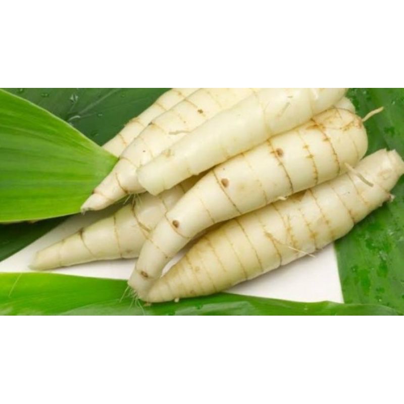 Jual umbi garut segar fresss 1kg | Shopee Indonesia