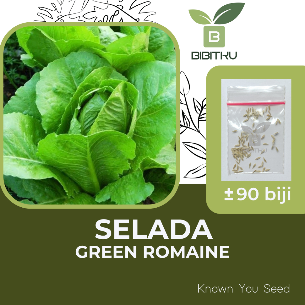 Jual Benih Selada Hijau Green Romaine Lettuce | Shopee Indonesia