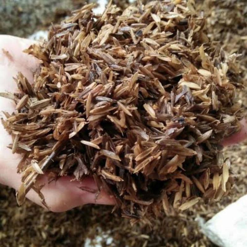 Jual MEDIA TANAM sekam padi BUSUK / FERMENTASI 1KG | Shopee Indonesia