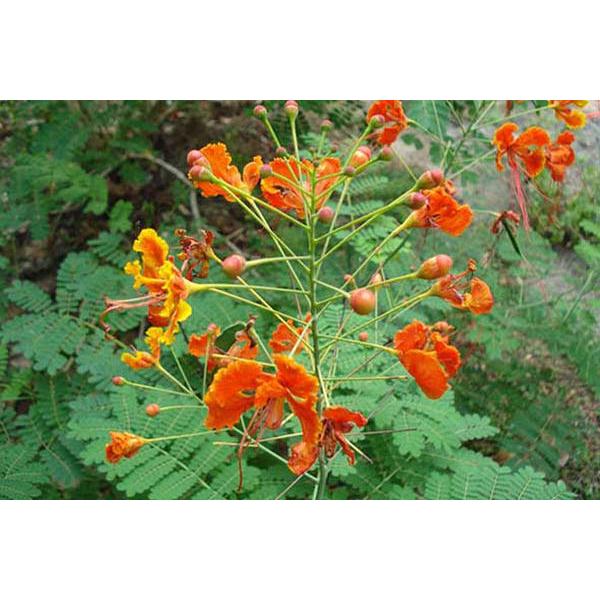 Jual DAUN & BUNGA MERAK/ECOPRINT TEKNIK STEAM/BUNGA ECOPRINT/DAUN ...
