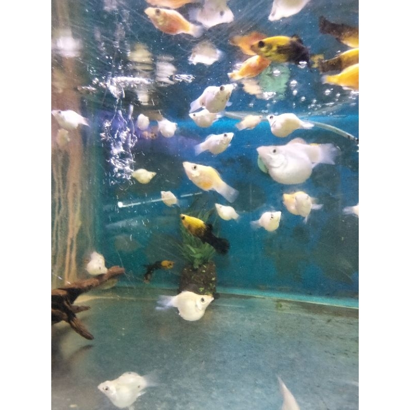 Jual Ikan Molly Balon Platy | Shopee Indonesia