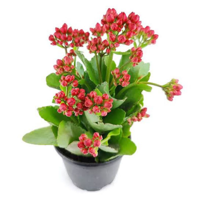Jual Tanaman Hias Bunga Calandiva Kalanchoe Blossfeldiana Berbunga ...