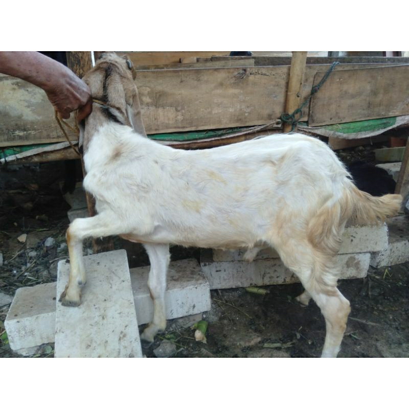 Jual Kambing Qurban 2024 | Shopee Indonesia