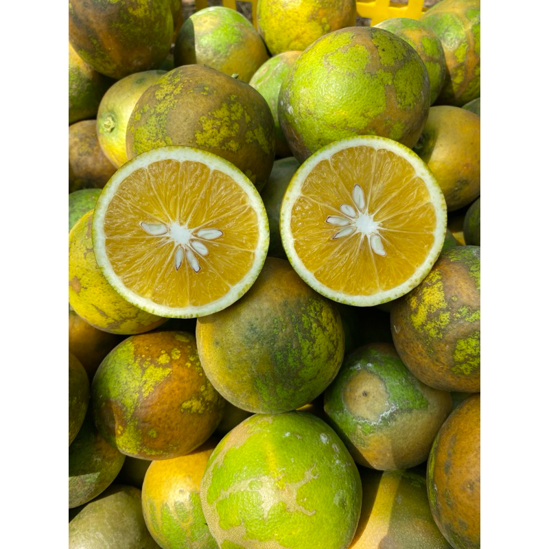Jual Jeruk baby java Malang rasa Manis Berat 1KG ( 5 sampai 8buah ...