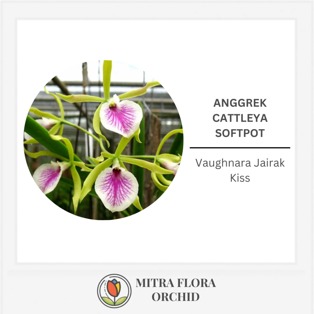 Jual Anggrek Cattleya Vaughnara Jairak Kiss | Softpot | Shopee Indonesia