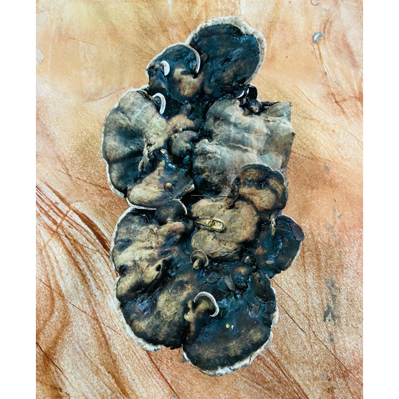 Jual Jamur kayu segar / jamur ganoderma segar 1 kg-az | Shopee Indonesia