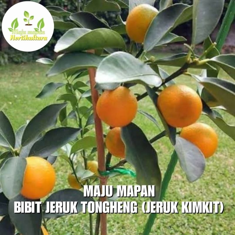 Jual BIBIT JERUK TONGHENG (JERUK KIMKIT) | Shopee Indonesia