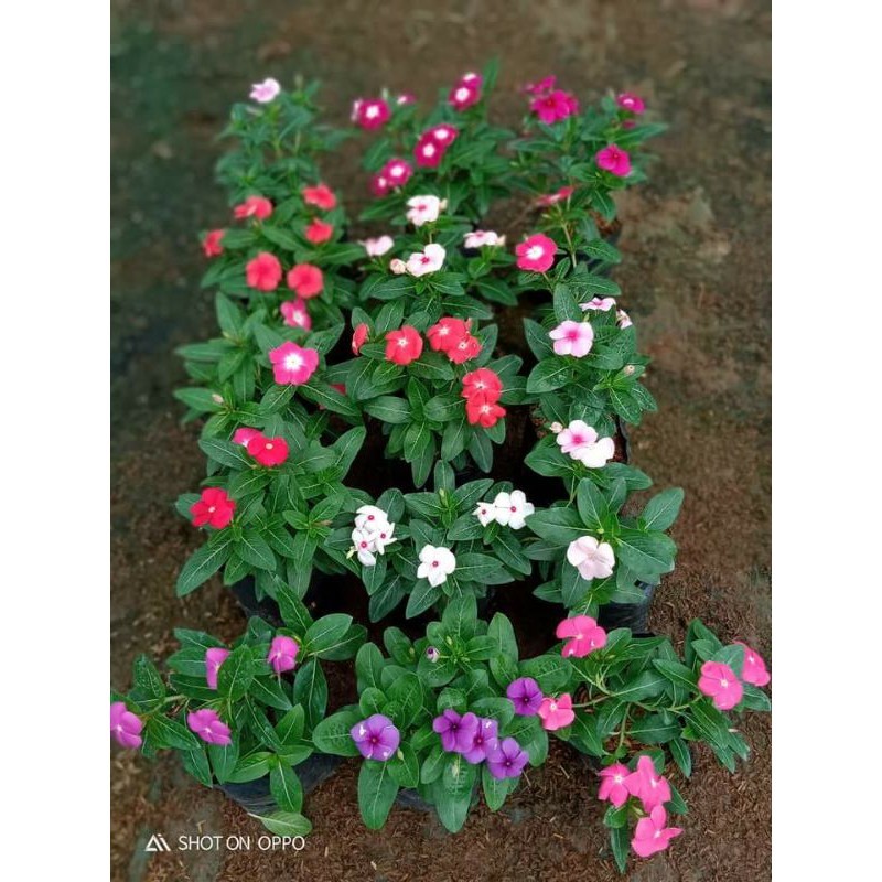Jual Tanaman Bunga Vinca - Tanaman Hias Tapak Dara - Periwinkle ( Sudah ...
