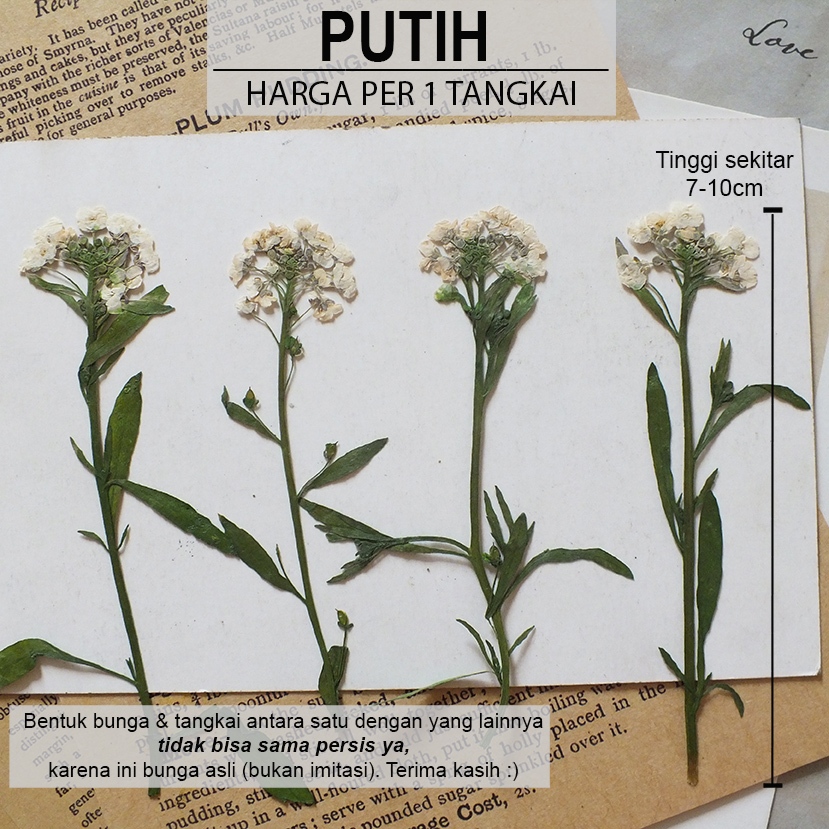 Jual Bunga Kering Asli Bunga Bellflower Dry Flower Hiasan Scrapbook Isi ...