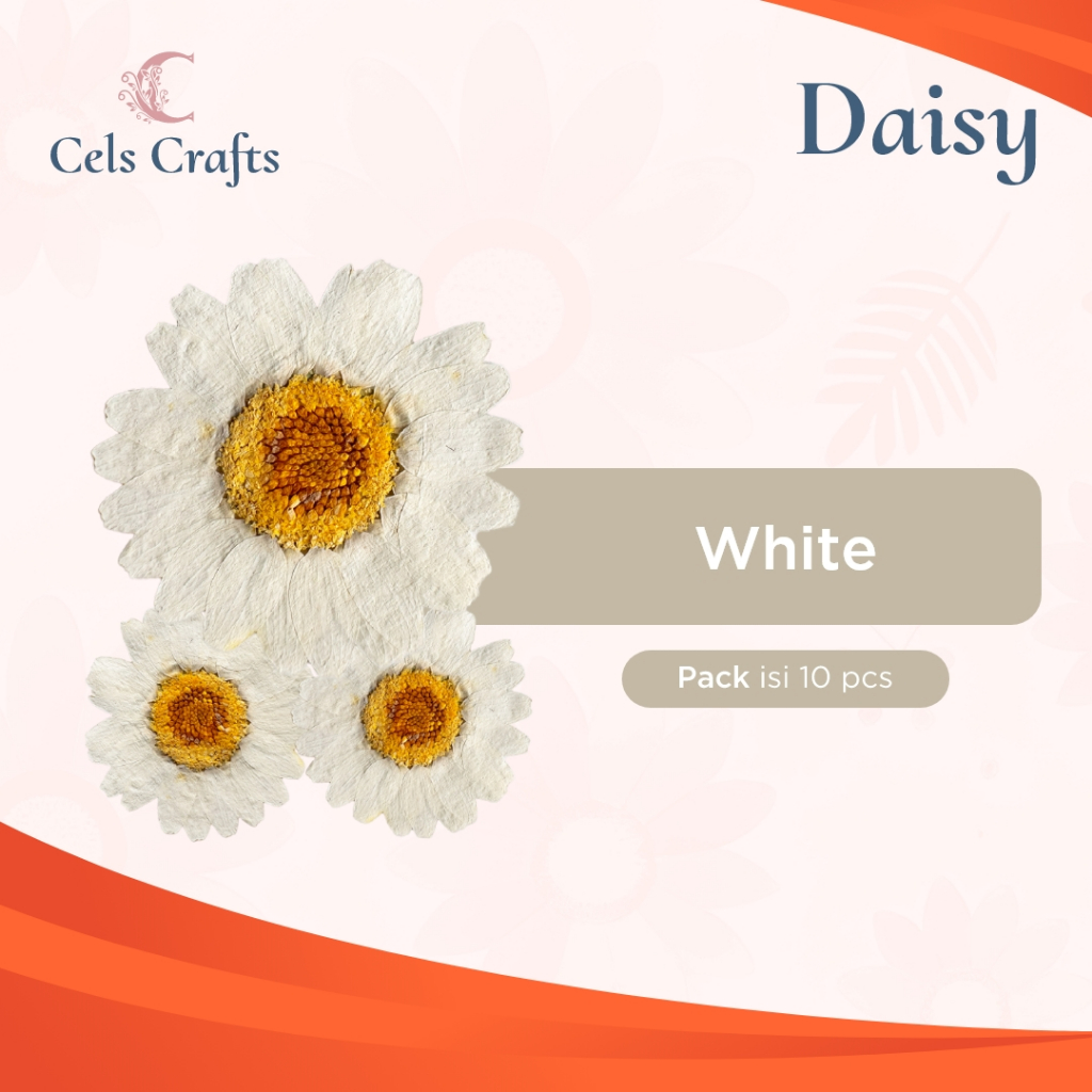 Jual [Pack] Pressed Flower Daisy - Bunga Daisy Kering Asli Warna Warni ...
