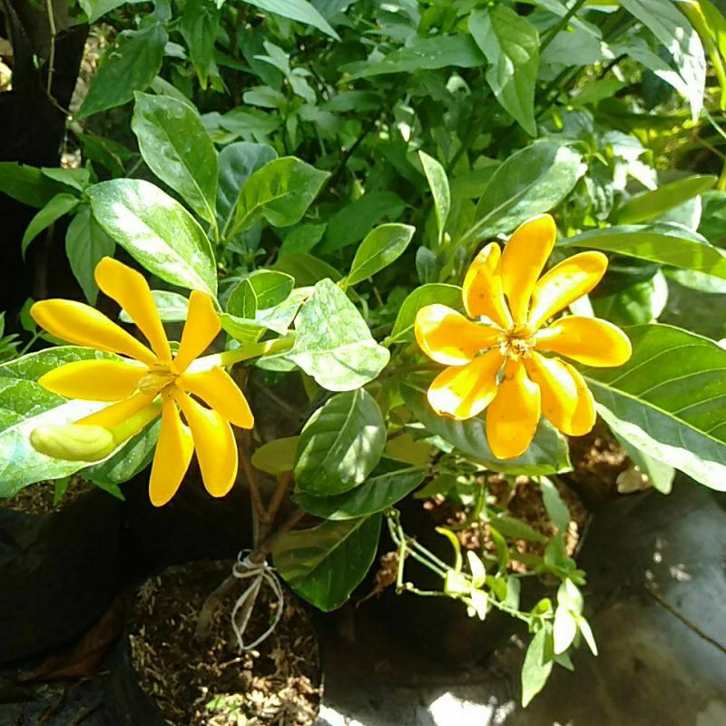 Jual Tanaman Gardenia / Melati Bali Kuning | Shopee Indonesia