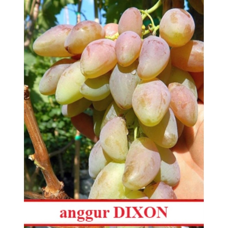 Jual bibit anggur Dixon valid (grafting/samcuk ) | Shopee Indonesia
