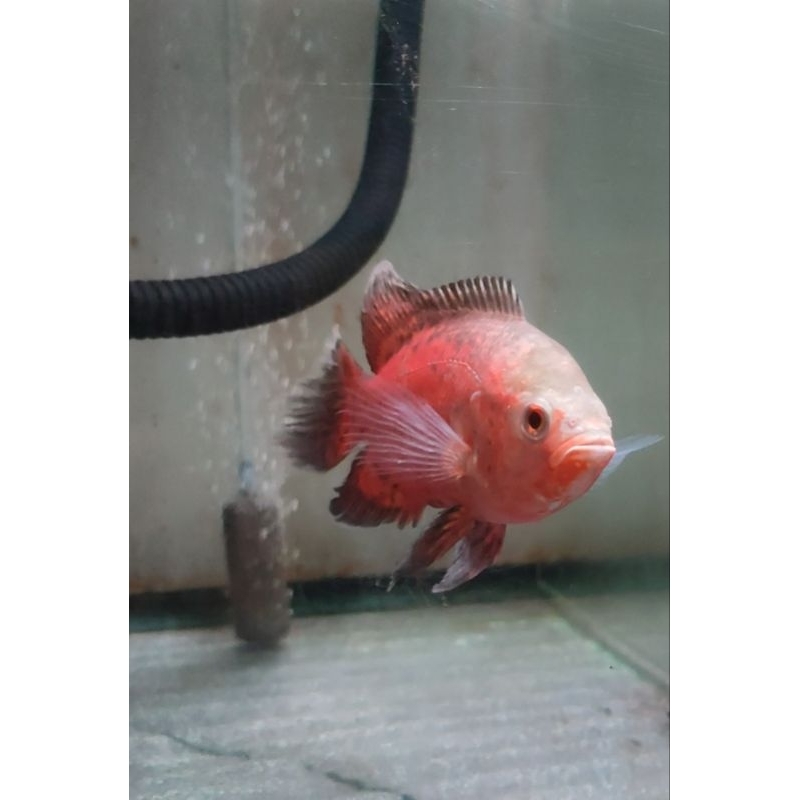 Jual Ikan Oscar Red Chilli / Oscar Paris Albino Red / Oscar Albino ...