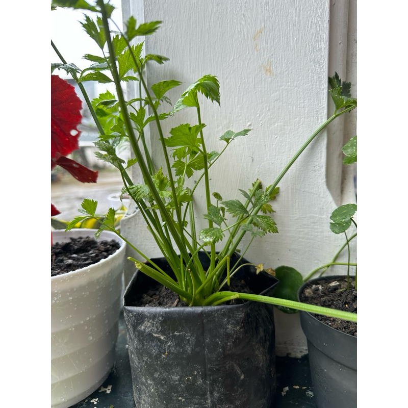 Jual bibit daun seledri/ daun sop | Shopee Indonesia
