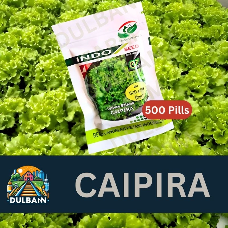 Jual Benih Selada Caipira Lettuce Batavia 500 Pills | Shopee Indonesia