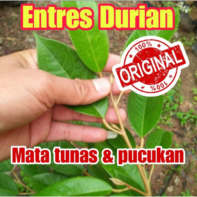 Jual ENTRES DURIAN MATA TUNAS DAN PUCUKAN BAWOR MUSANGKING DURI HITAM ...