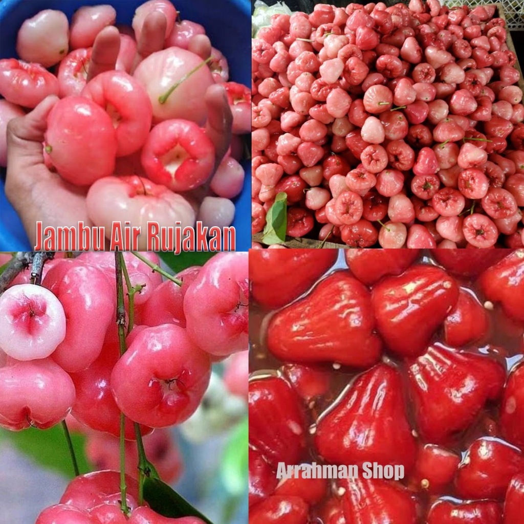 Jual Jambu air rujak 500 gram - jambu rujak jambu air segar berkualitas ...