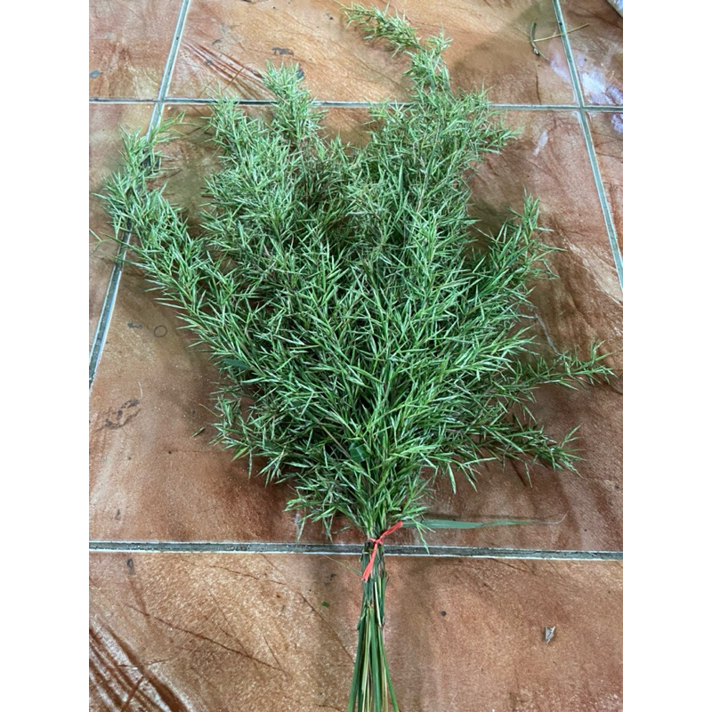 Jual Jual bunga sereh wangi bunga sereh merah segar sereh lanang-az ...