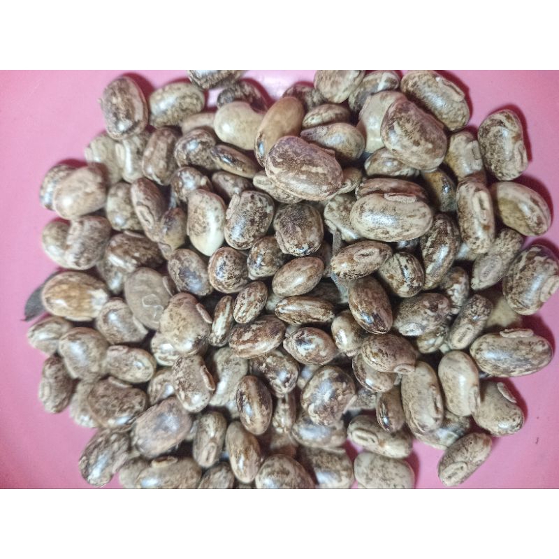 Jual Biji Koro Benguk 1kg | Shopee Indonesia