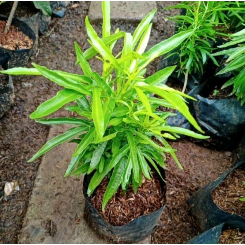 Jual Bunga zodia pengusir nyamuk pengusir ular super wangi menyengat ...