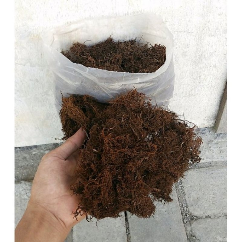 Jual media tanam mos hitam akar kadaka 1 kg | Shopee Indonesia