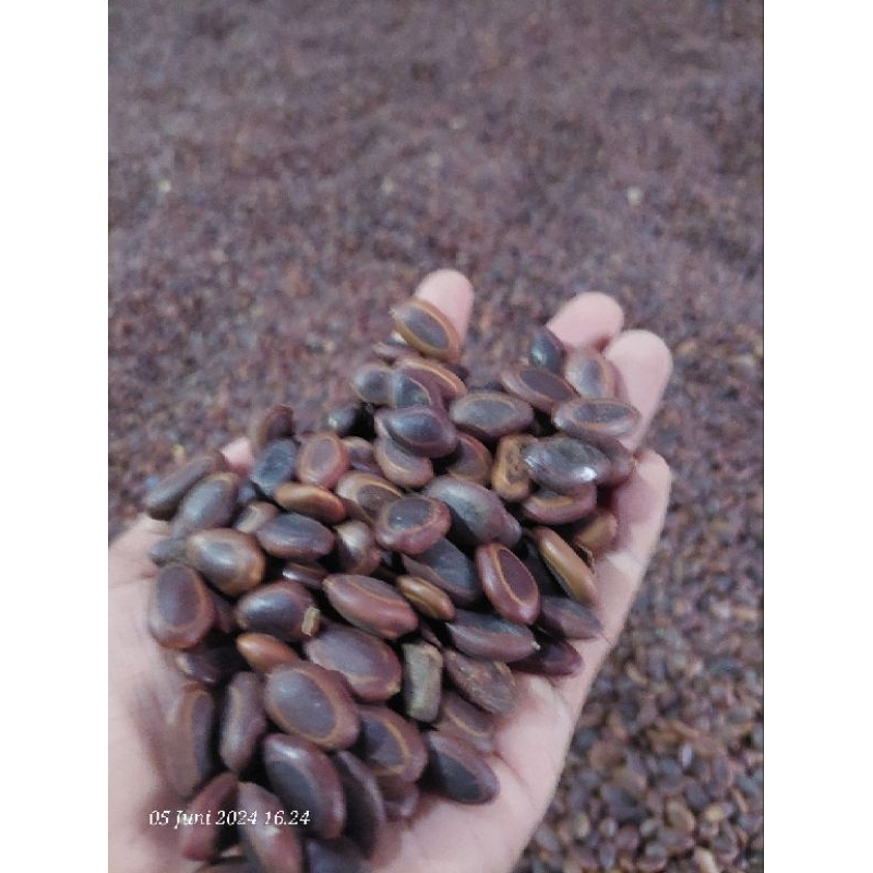 Jual biji Sengon Buto (Enterolobium cyclocarpum) | Shopee Indonesia