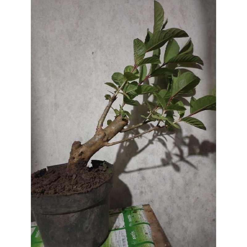 Jual bahan bonsai jambu biji dongkelan realpic sesuai gambar | Shopee ...