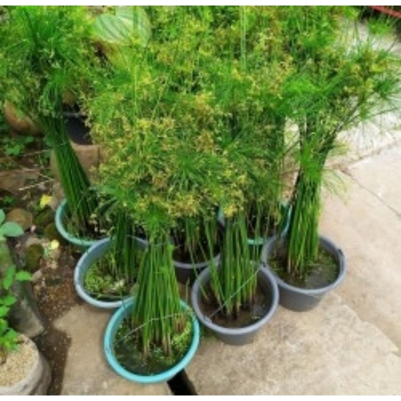 Jual tanaman papirus air, papyrus tanaman hias air, tanaman kolam ...