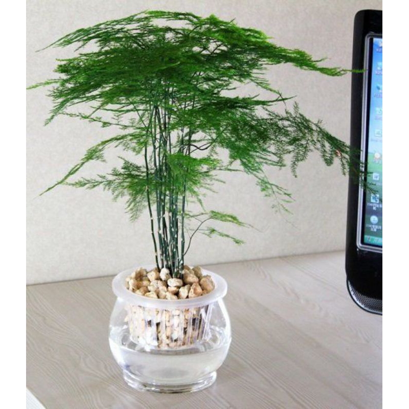 Jual ( BISA COD ) Tanaman hias bunga pakis suplir runcing asparagus ...