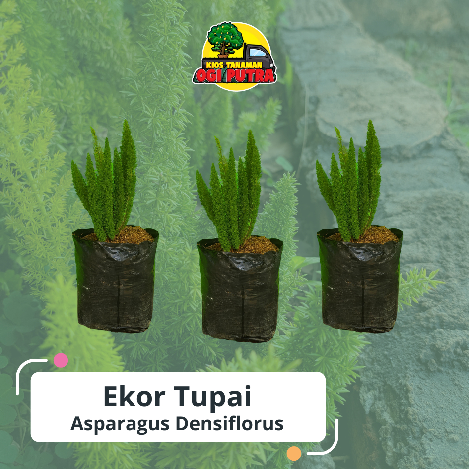 Jual Ekor Tupai / Pakis Ekor Tupai / Pakis Asparagus / Pakis Buntut ...