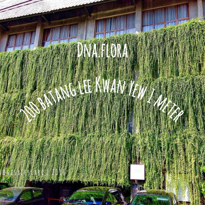 Jual TANAMAN HIAS LEE KWAN YEW 200 BATANG 1 METER//LI KWAN YU | Shopee ...
