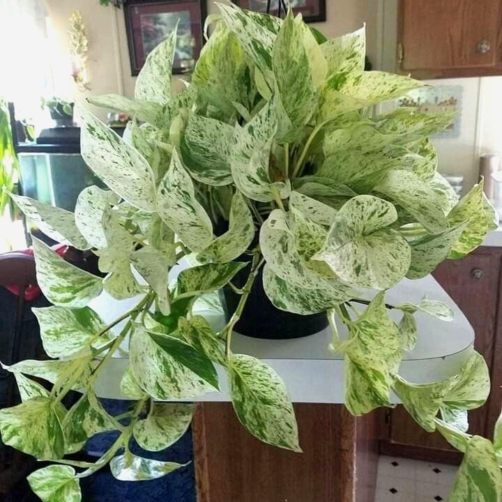 Jual 42. Tanaman Hias Epipremnum Marble queen Sirih gading Variegata ...