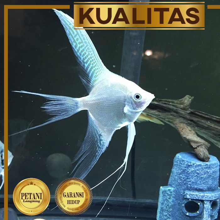 Jual Manfish Platinum Slayer Ikan Hias Aquascape Hiasan Aquarium ...