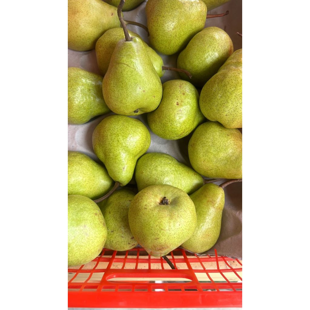 Jual Pear jambu hijau impor 400-500gr | Shopee Indonesia