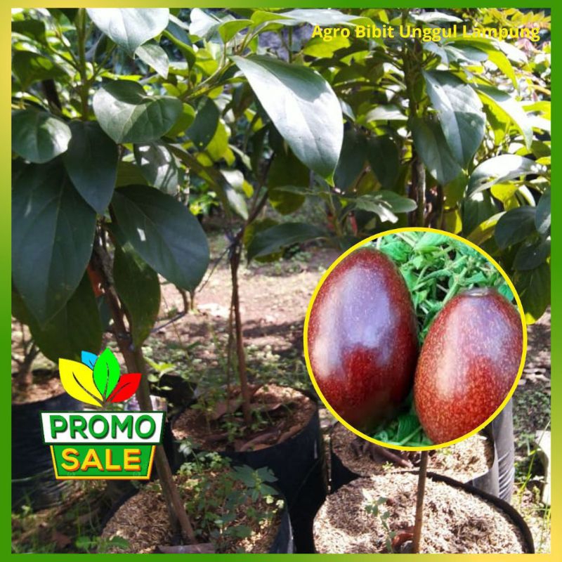 Jual Bibit Alpukat Red Vietnam RV 100 cm Rimbun Batang Besar Tanaman ...