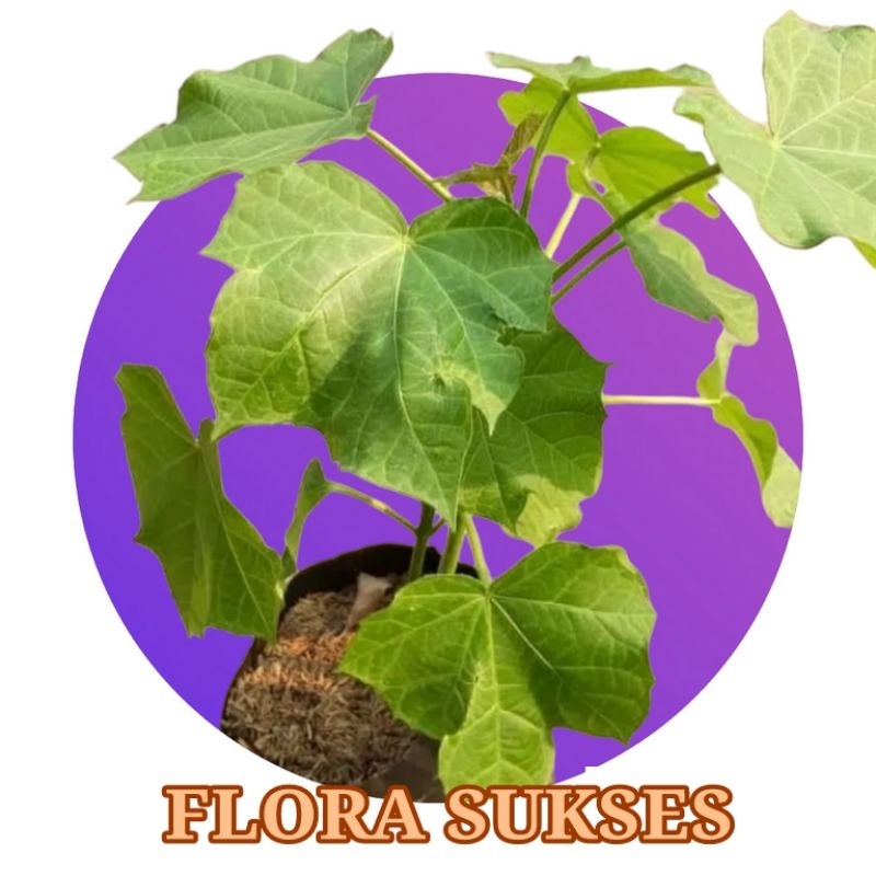 Jual Tanaman Jarak Pagar Pohon Jarak Daun Jarak | Shopee Indonesia