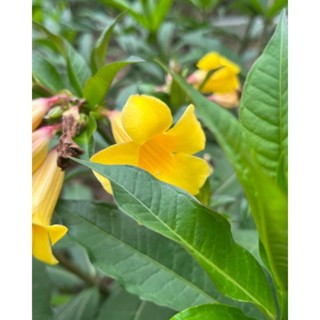 Jual Bibit tanaman alamanda bunga kuning, dua jenis (Allamanda schottii ...