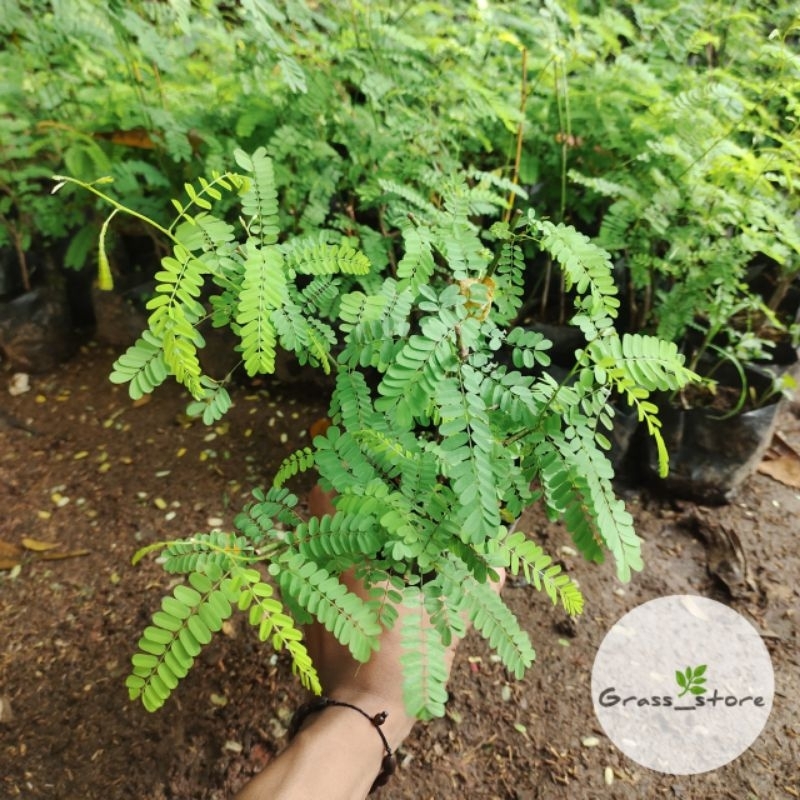 Jual ( BISA COD ) Pohon Daun Saga Tanaman Obat Daun Saga Pohon Saga ...