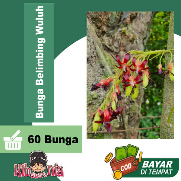 Jual Bunga belimbing wuluh (Khusus Jabodetabek) 60 pcs Asli fresh ...