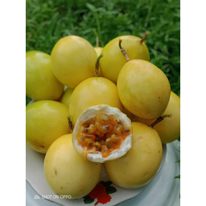 Jual markisa kuning fresh 1 kg | Shopee Indonesia
