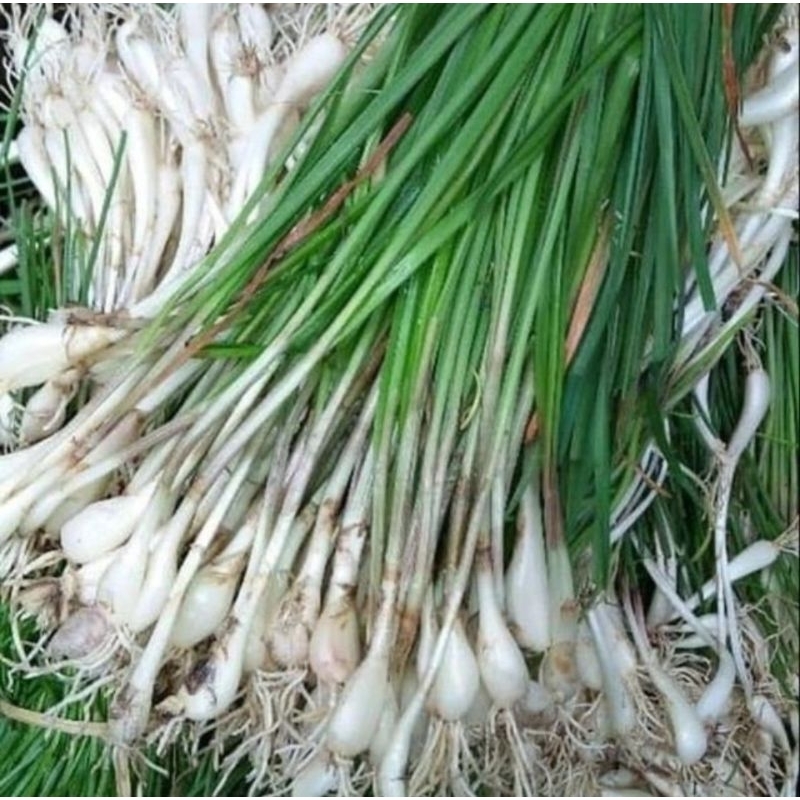 Jual Bibit Tanaman Hidup Lokio Bawang Batak | Shopee Indonesia