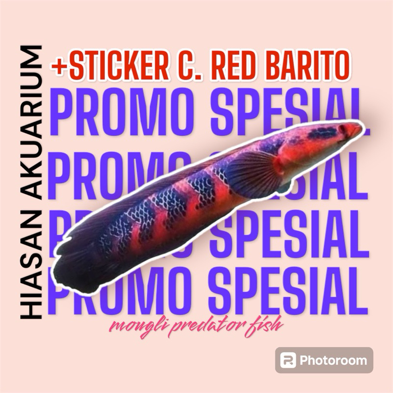Jual +STICKER MARU RED BARITO calon full bunga FREE PELET DAN STICKER ...