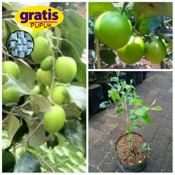 Jual Bibit Buah Apel India / Putsa Buah Besar | Shopee Indonesia